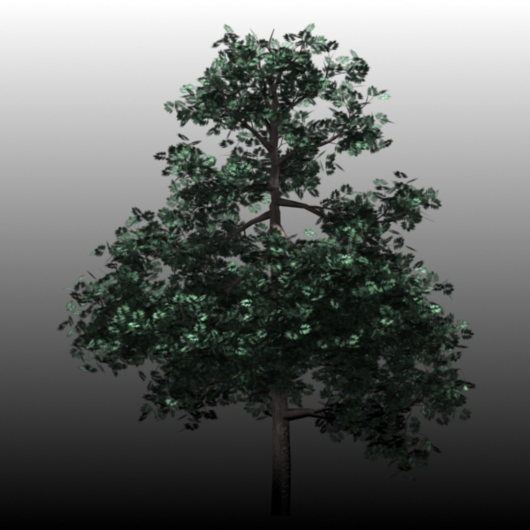 Elm Trees 3d Model