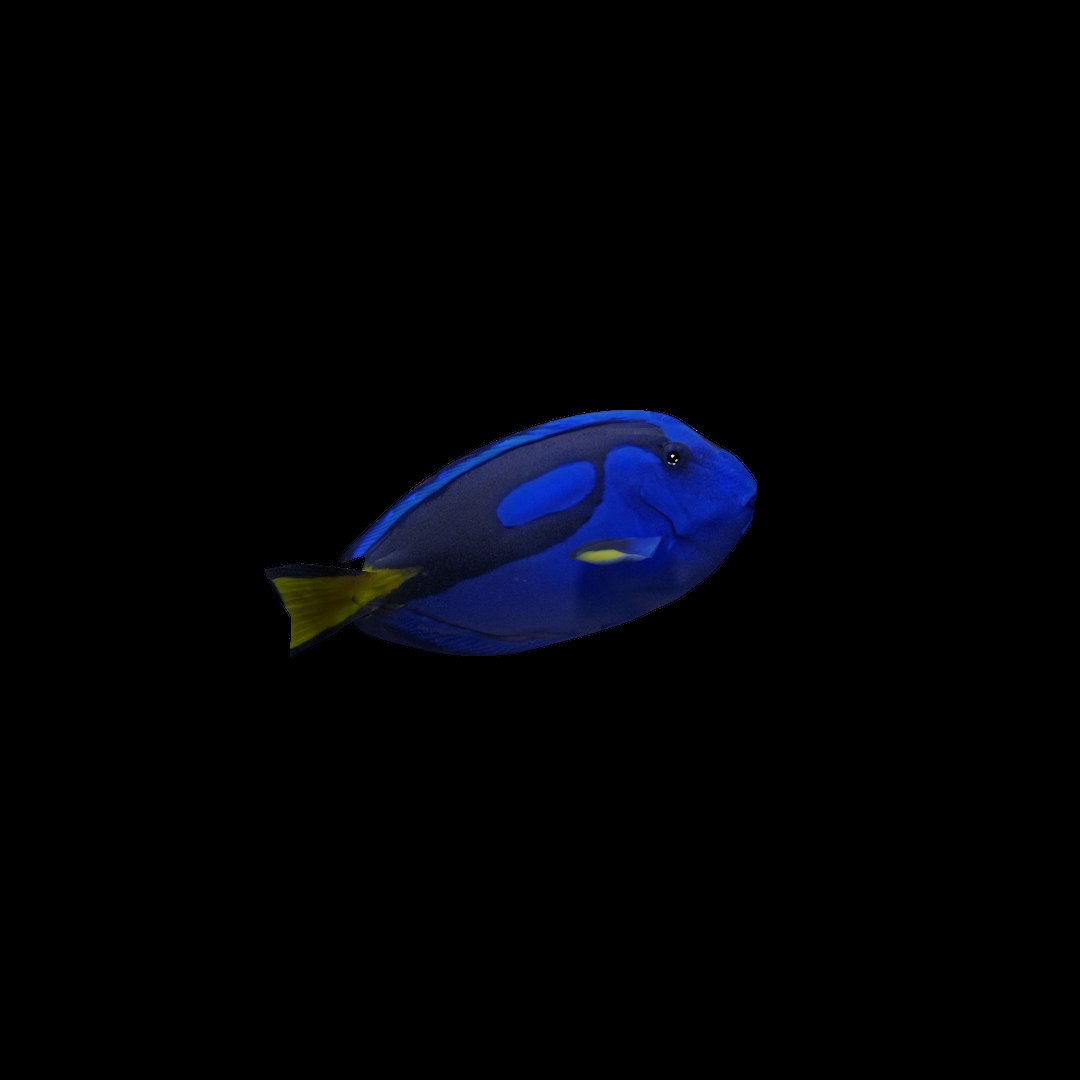 Blue Tang 3d 3ds