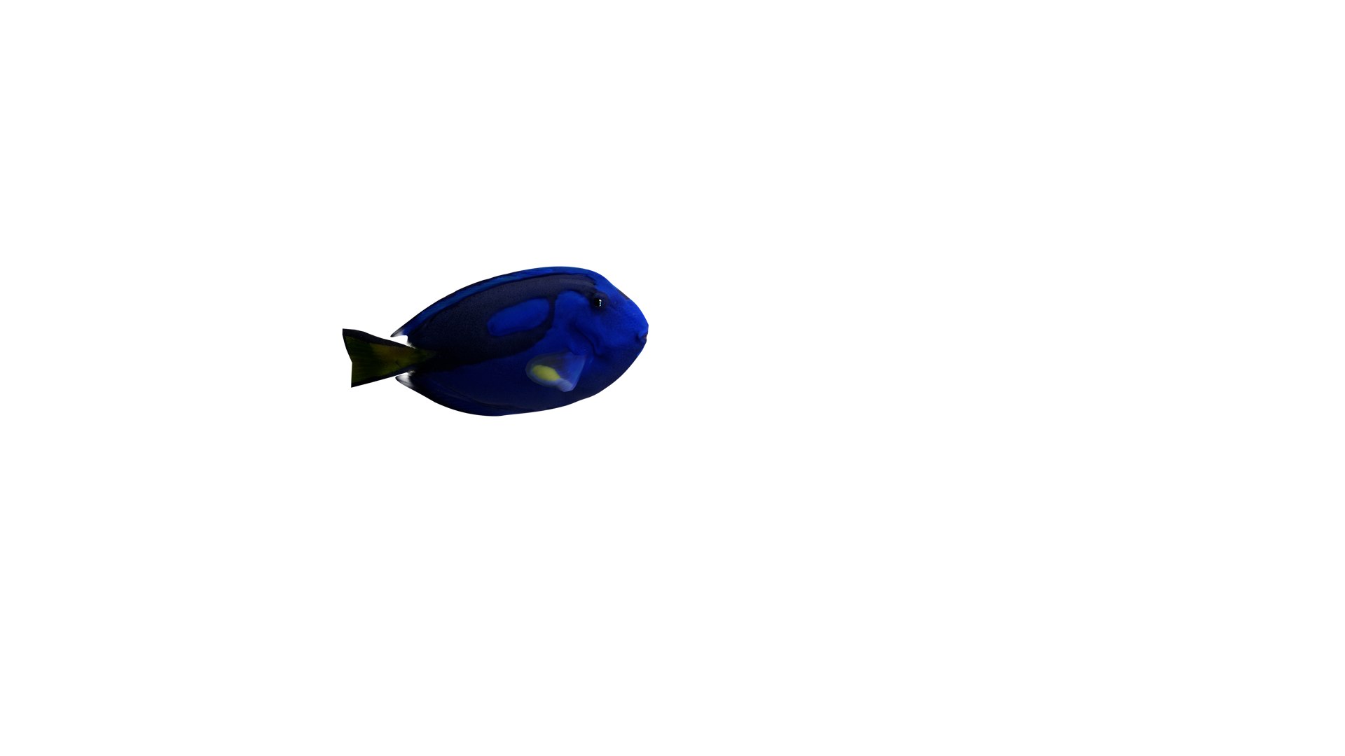 Blue Tang 3d 3ds
