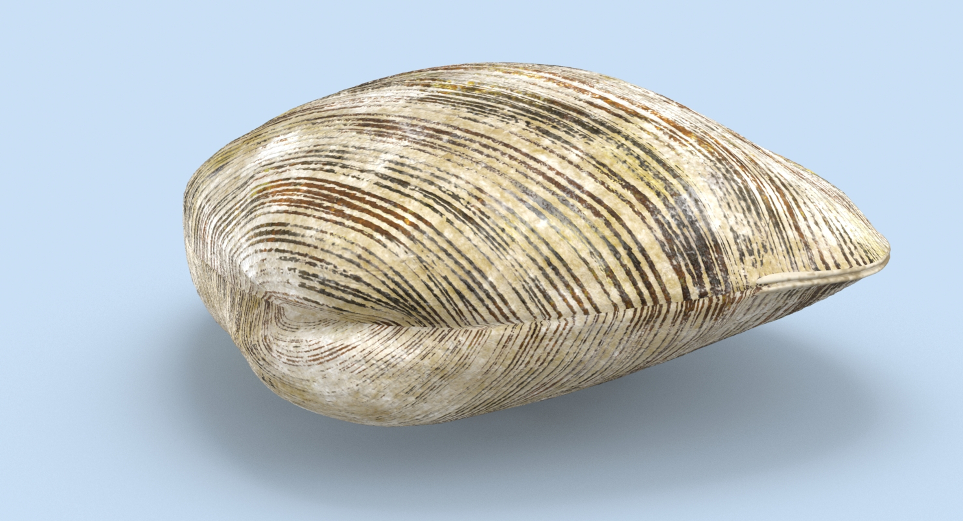 3D Clam---clam-02 - TurboSquid 1156144