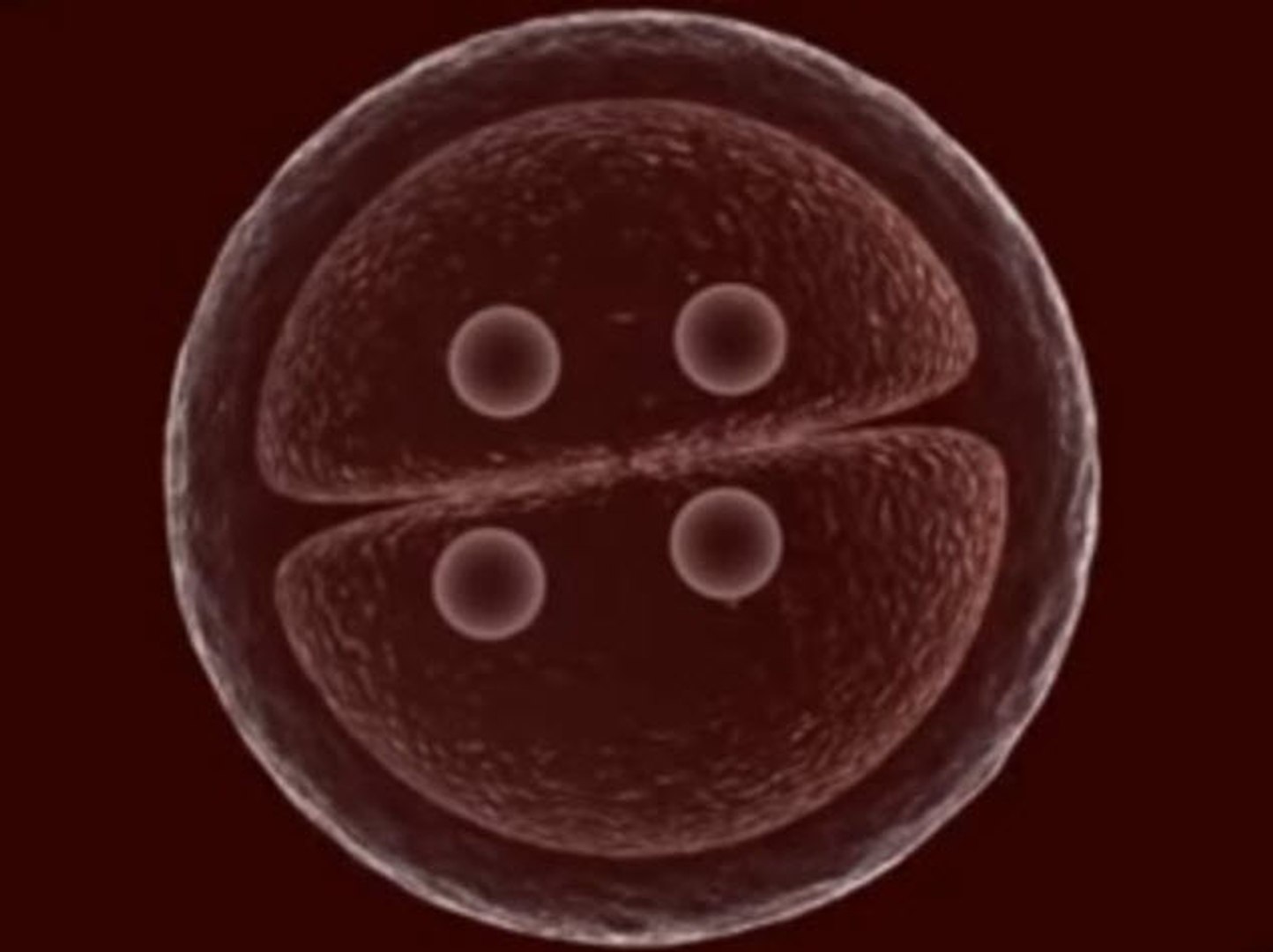 Ovum Division Animation 3d Model