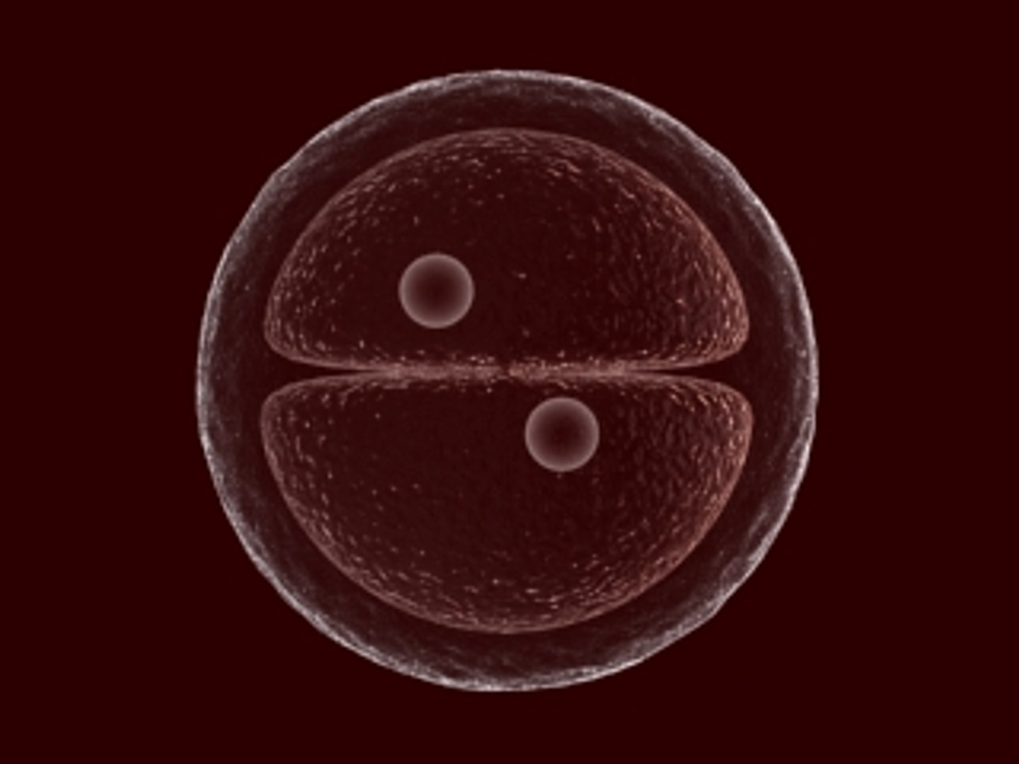 ovum animation