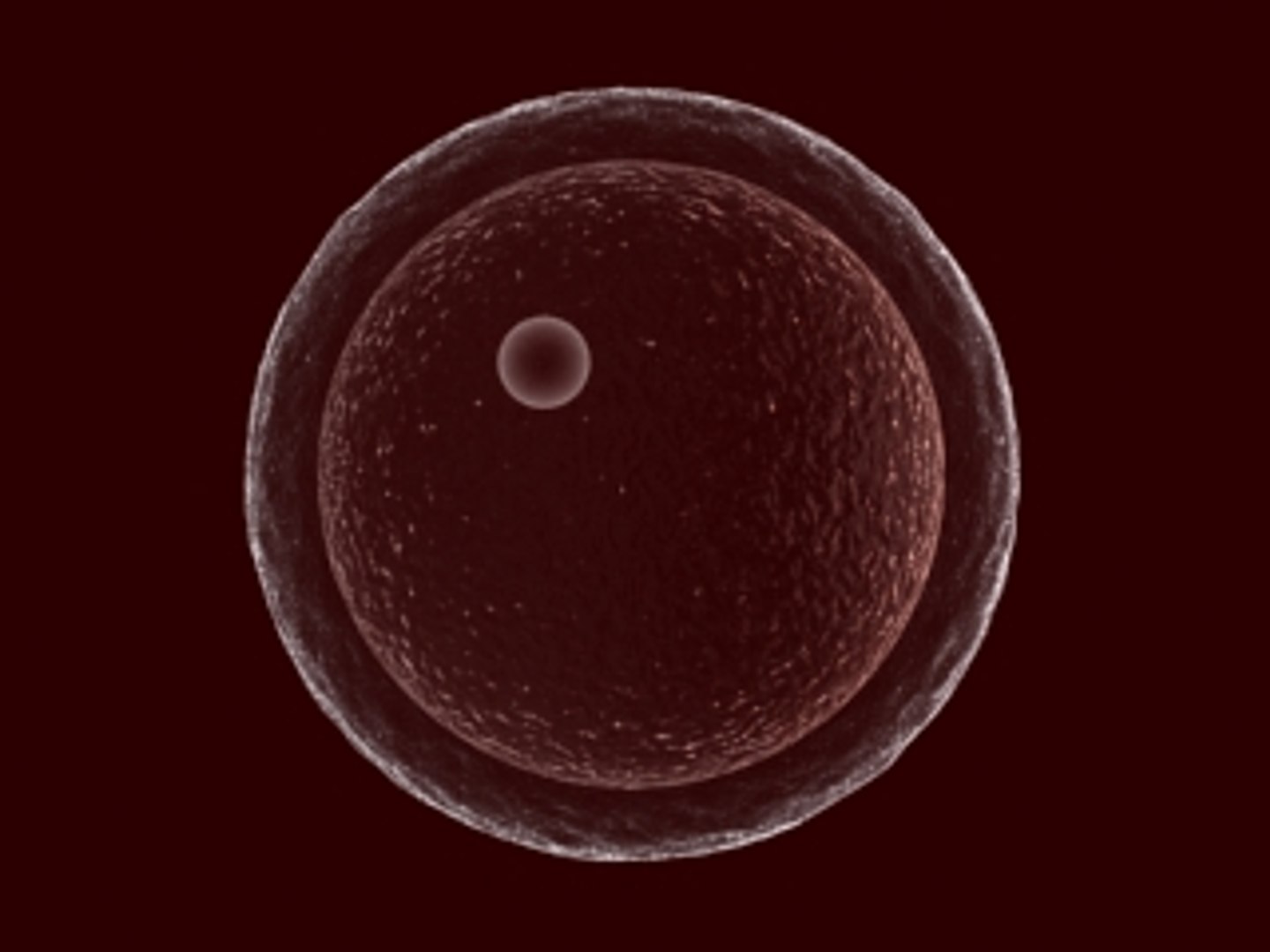 Ovum Division Animation 3d Model