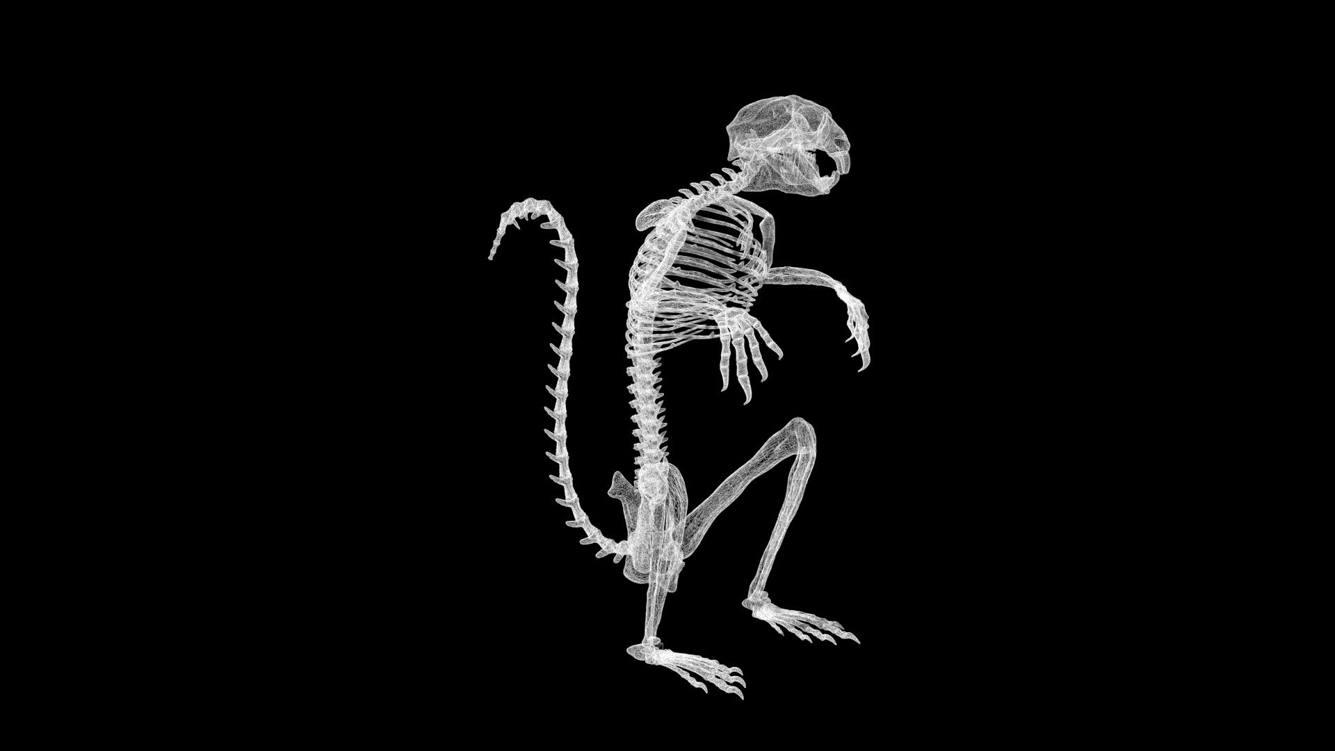 3D Farm And Domestic Animal Skeletons - TurboSquid 1966298