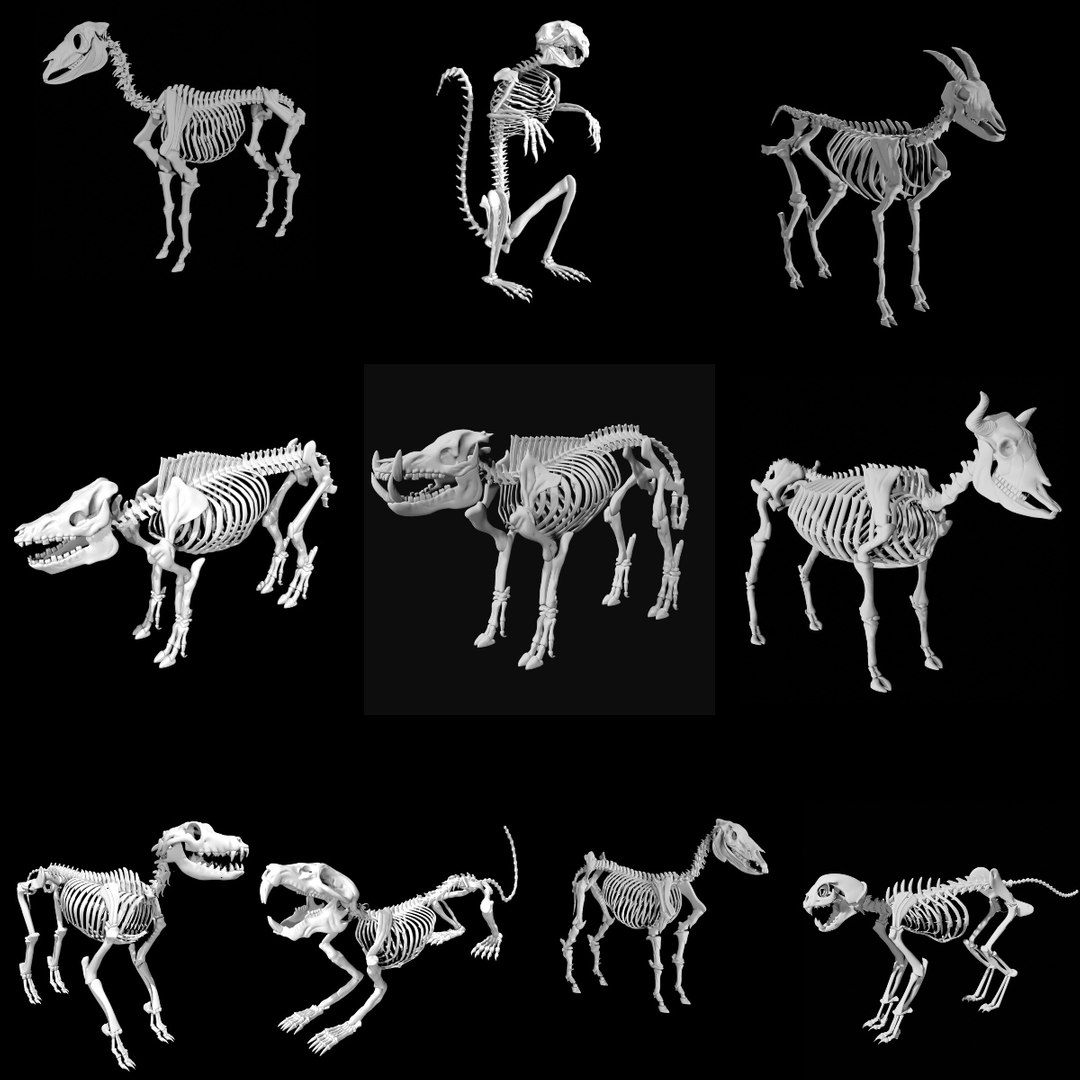 3D Farm and Domestic Animal Skeletons - TurboSquid 1966298