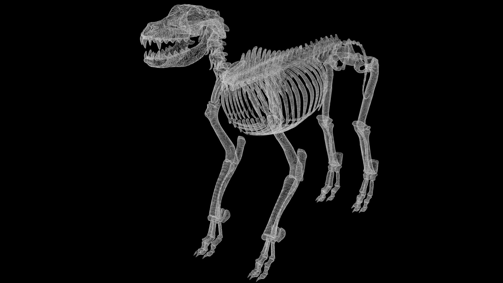 3D Farm And Domestic Animal Skeletons - TurboSquid 1966298