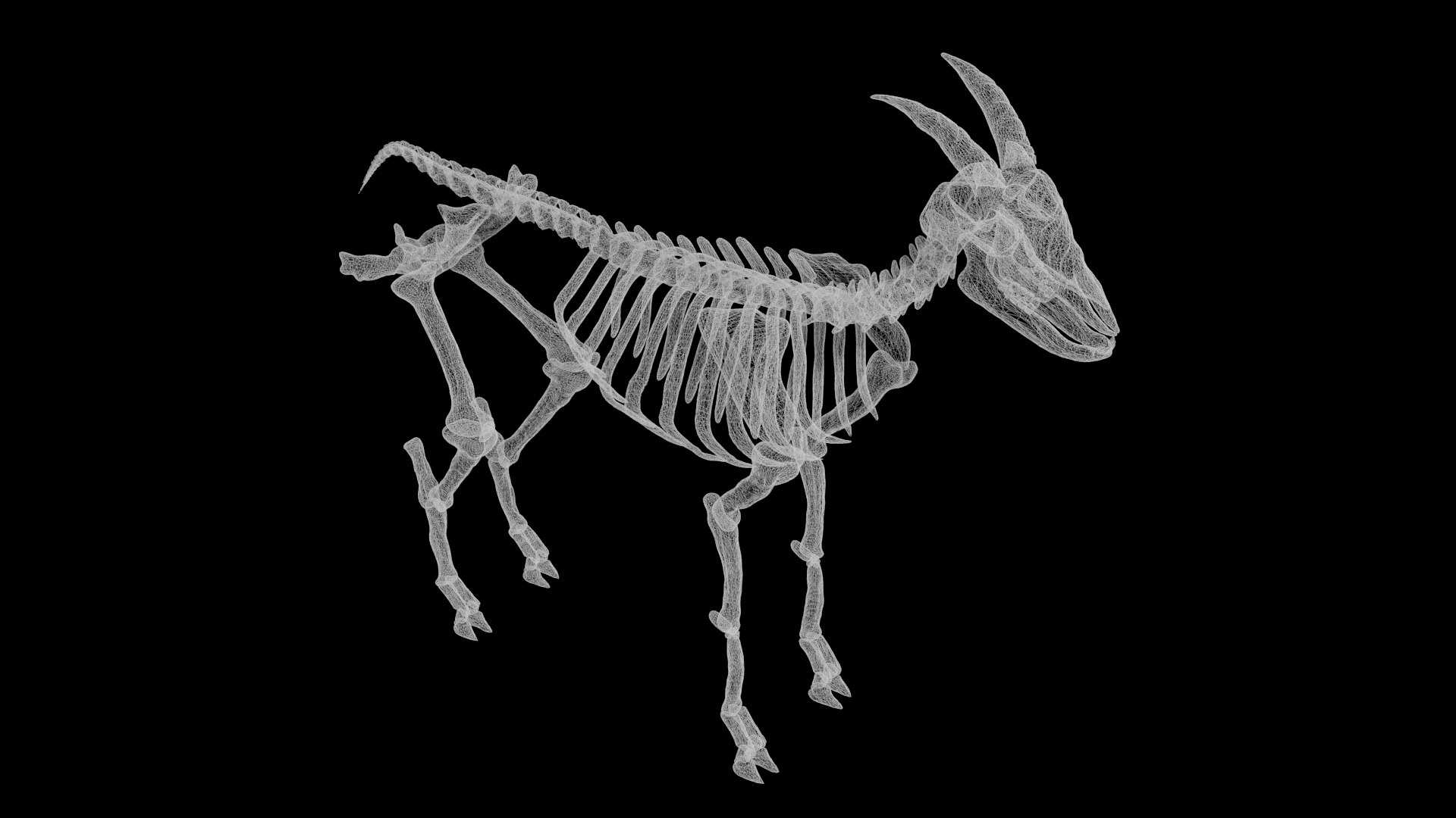 3D Farm And Domestic Animal Skeletons - TurboSquid 1966298