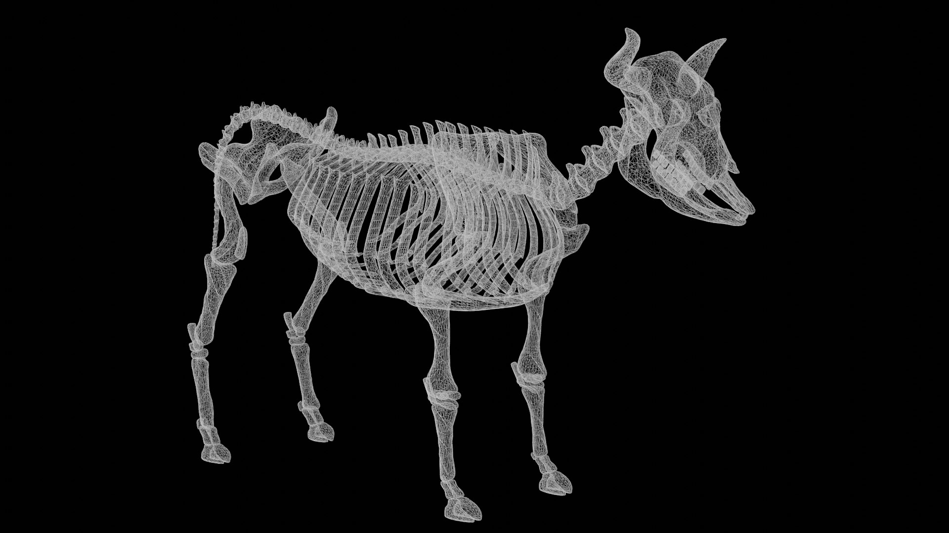 3D Farm And Domestic Animal Skeletons - TurboSquid 1966298