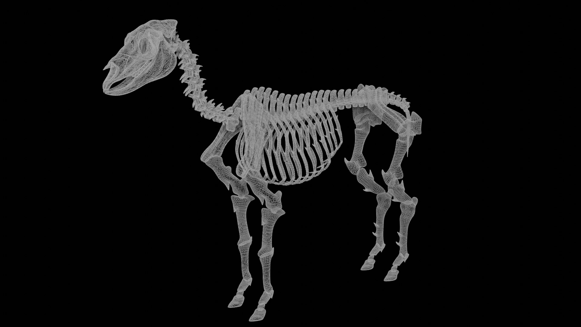 3D Farm and Domestic Animal Skeletons - TurboSquid 1966298