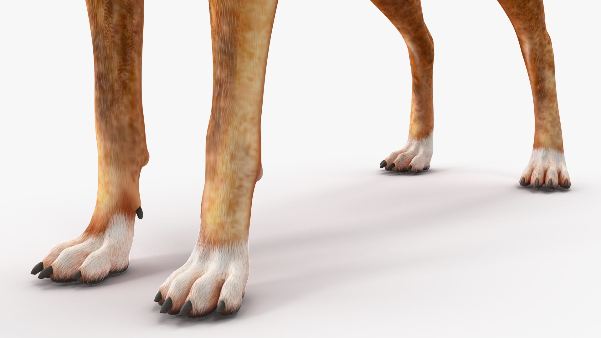 3D Boxer Dog Tiger Colored Model - TurboSquid 2250123