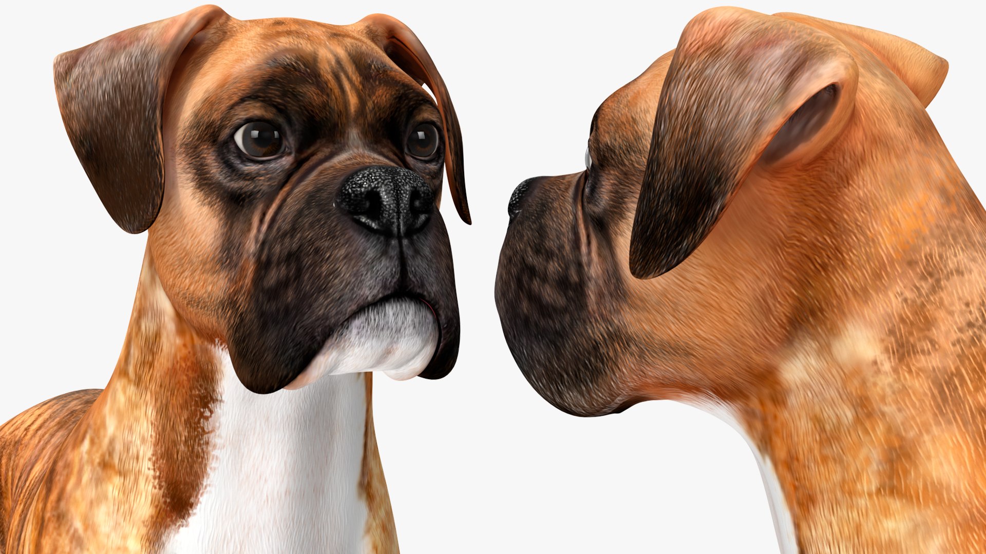 3D Boxer Dog Tiger Colored Model - TurboSquid 2250123