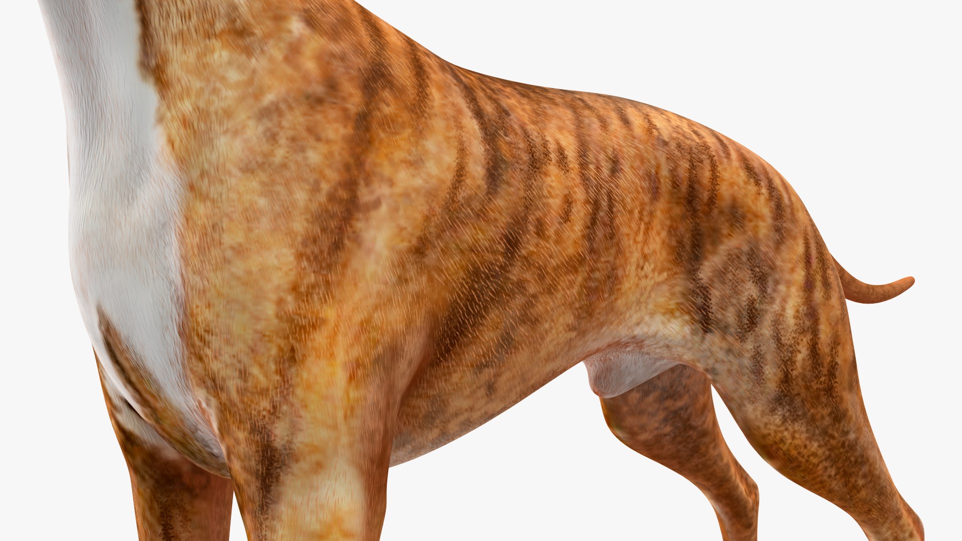 3D Boxer Dog Tiger Colored Model - TurboSquid 2250123