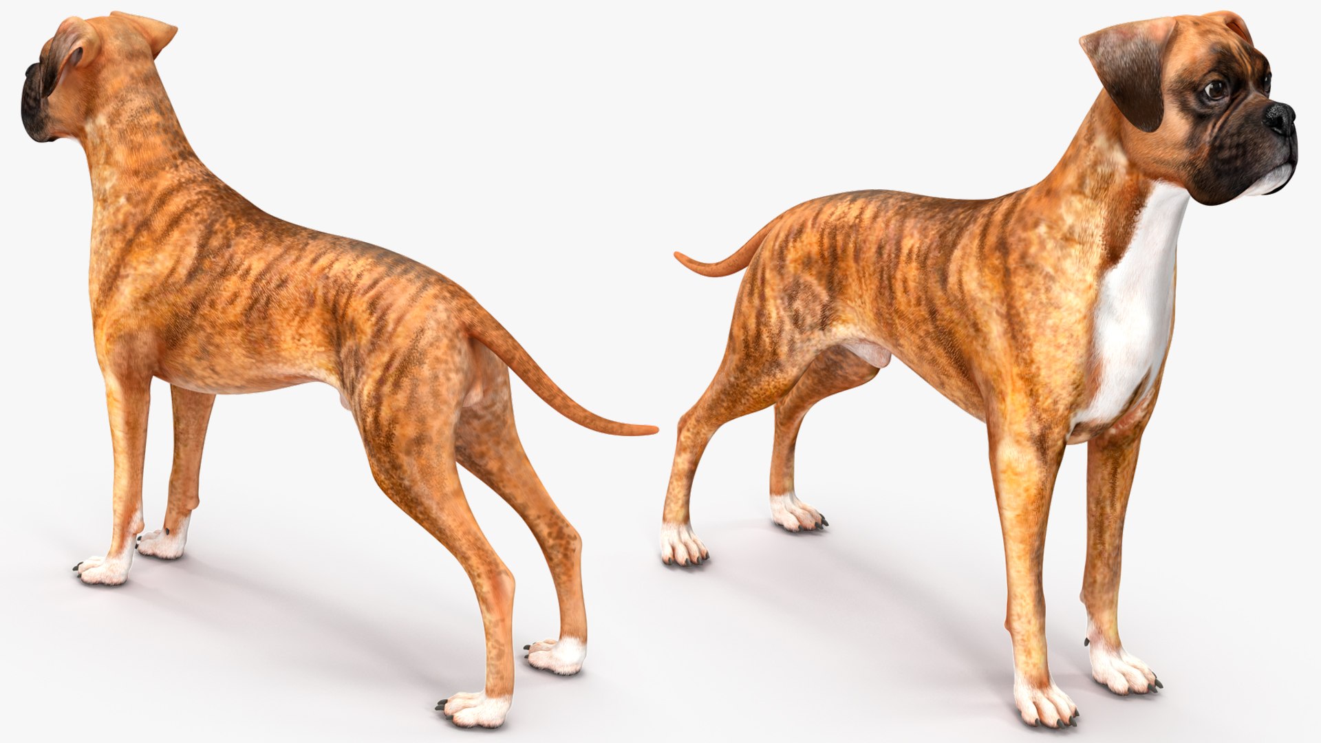 3D Boxer Dog Tiger Colored Model - TurboSquid 2250123