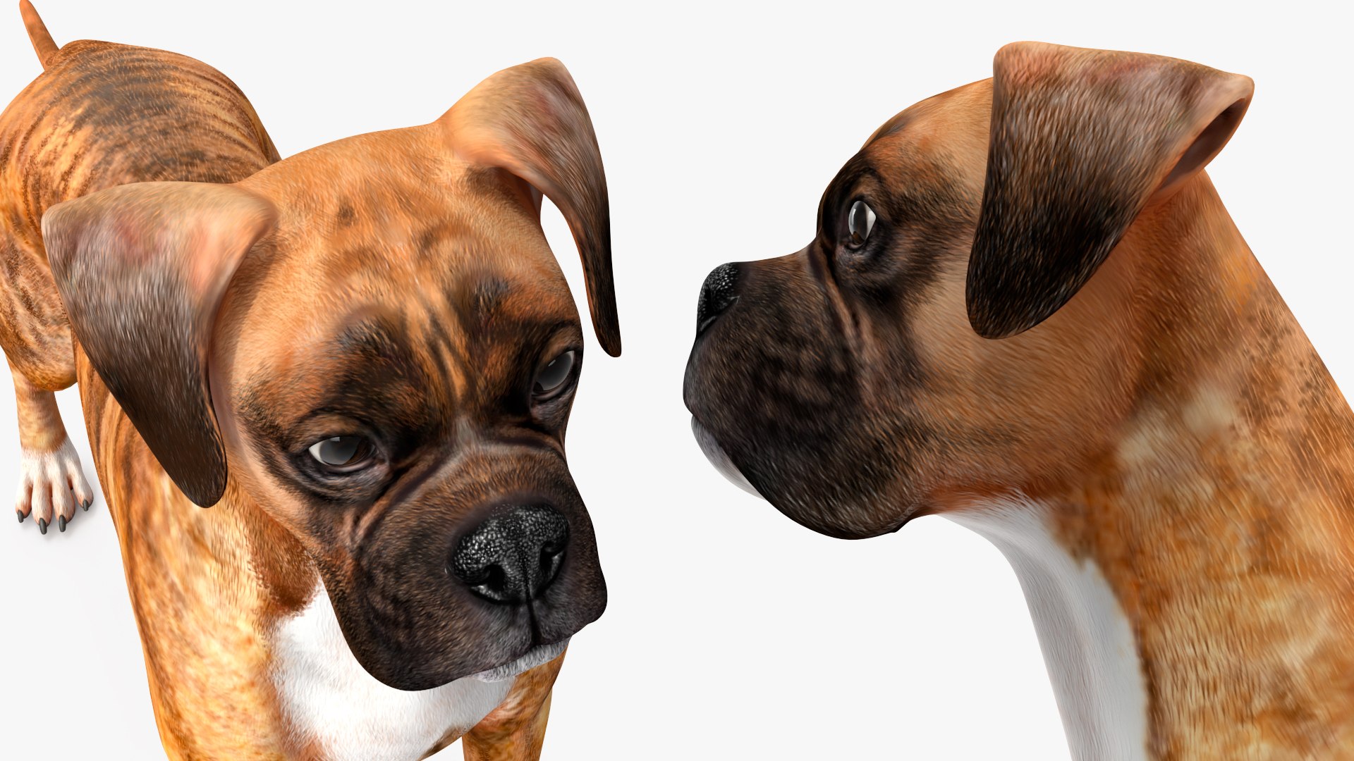 3D Boxer Dog Tiger Colored Model - TurboSquid 2250123