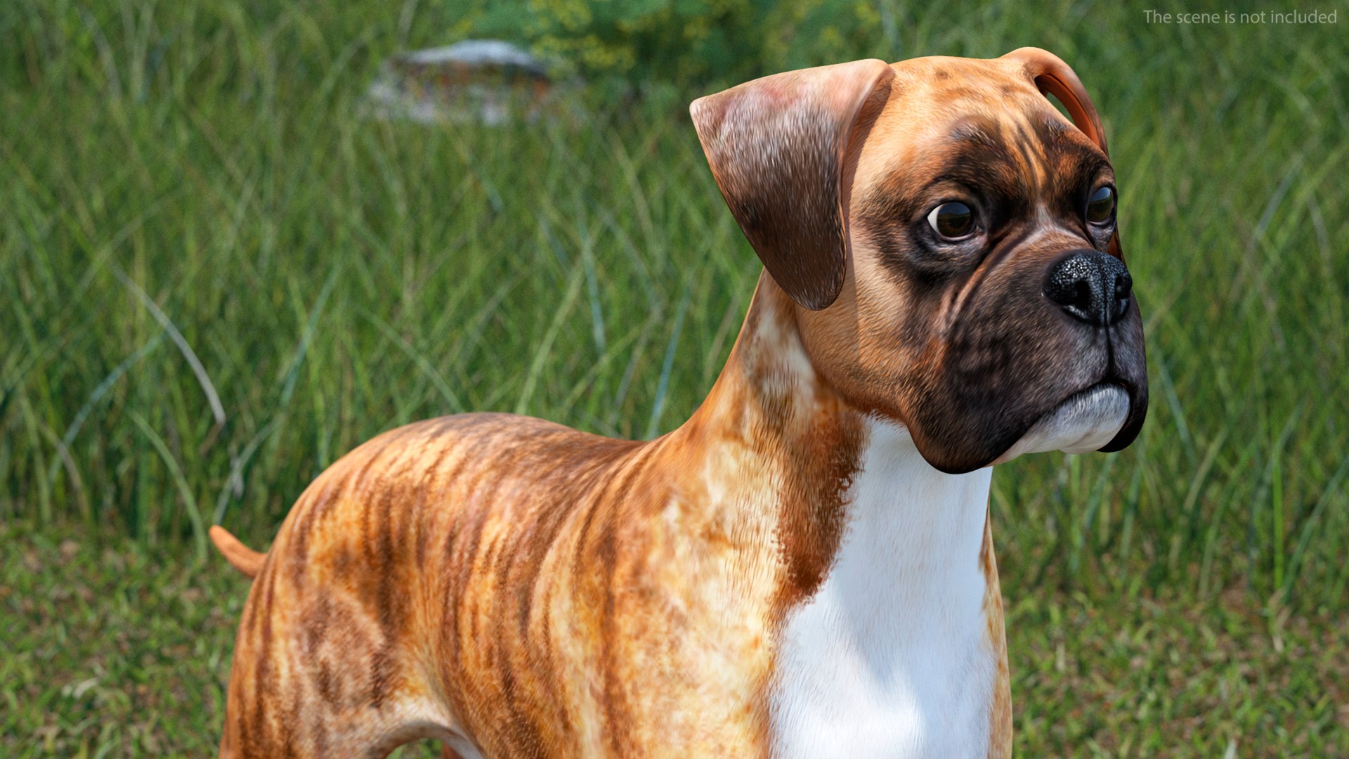3D Boxer Dog Tiger Colored Model - TurboSquid 2250123