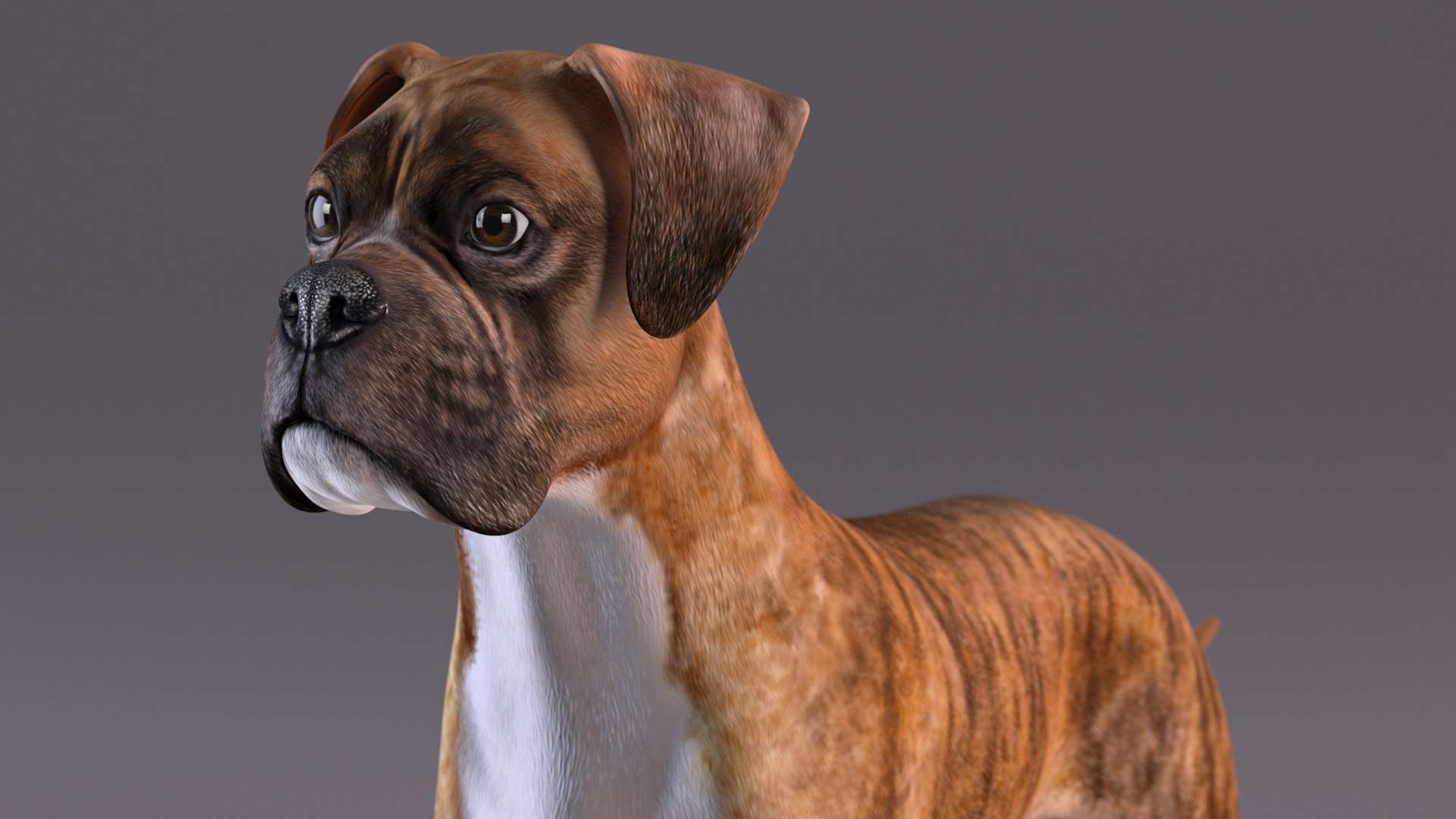 3D Boxer Dog Tiger Colored Model - TurboSquid 2250123