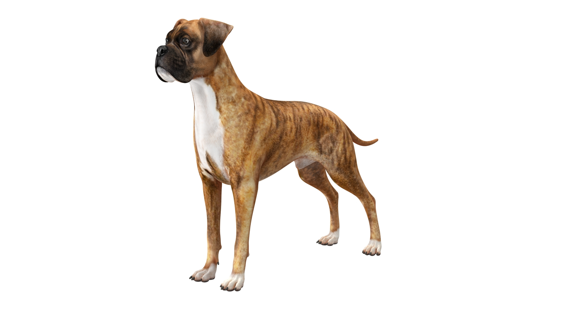 3D Boxer Dog Tiger Colored Model - TurboSquid 2250123