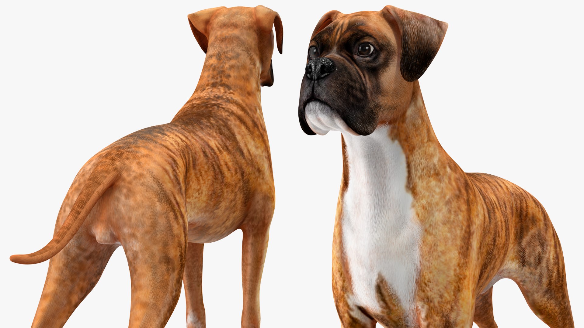 3D Boxer Dog Tiger Colored Model - TurboSquid 2250123