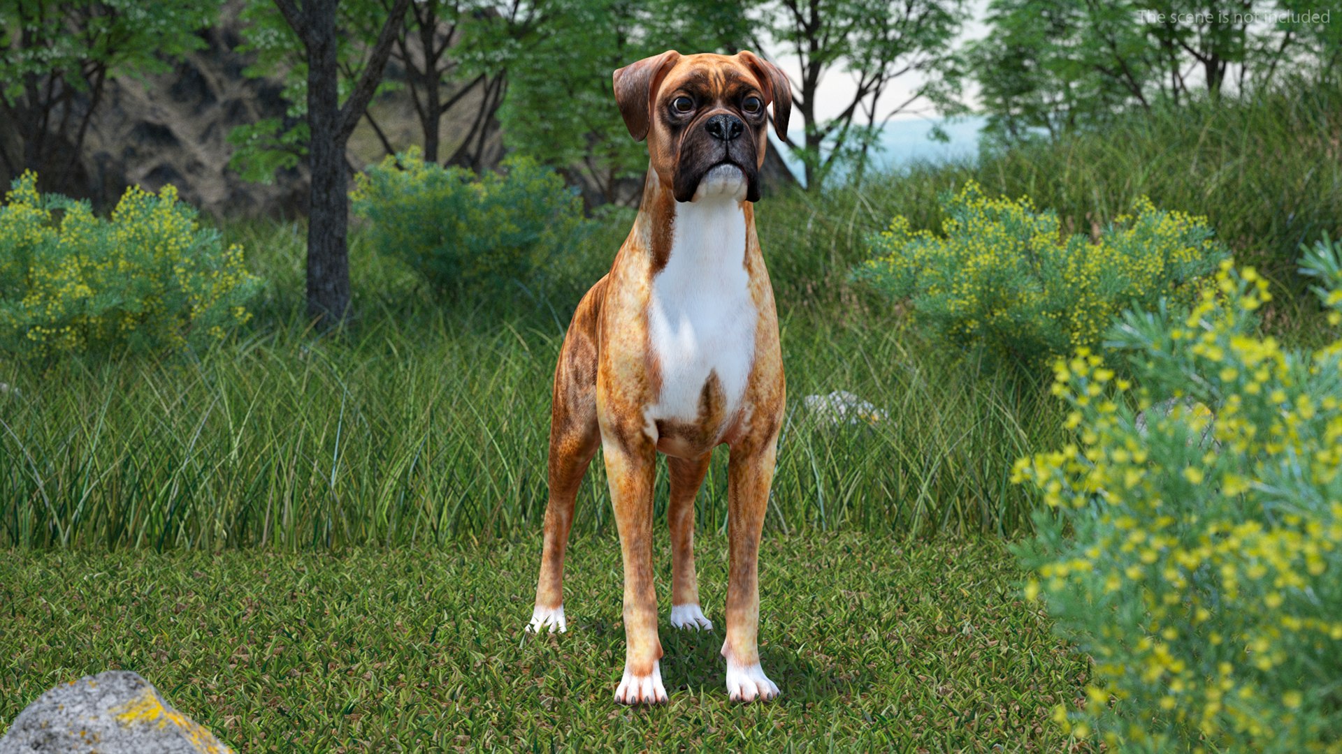 3D Boxer Dog Tiger Colored Model - TurboSquid 2250123