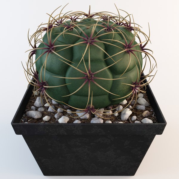 gymnocalycium riograndense cactus plant 3d model