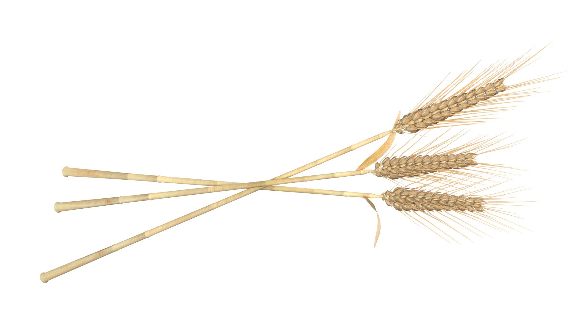Wheat Spike Grain Scoop And Pile Model - TurboSquid 2408864