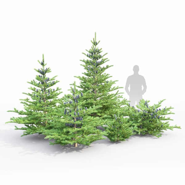 fir-tree 3d model