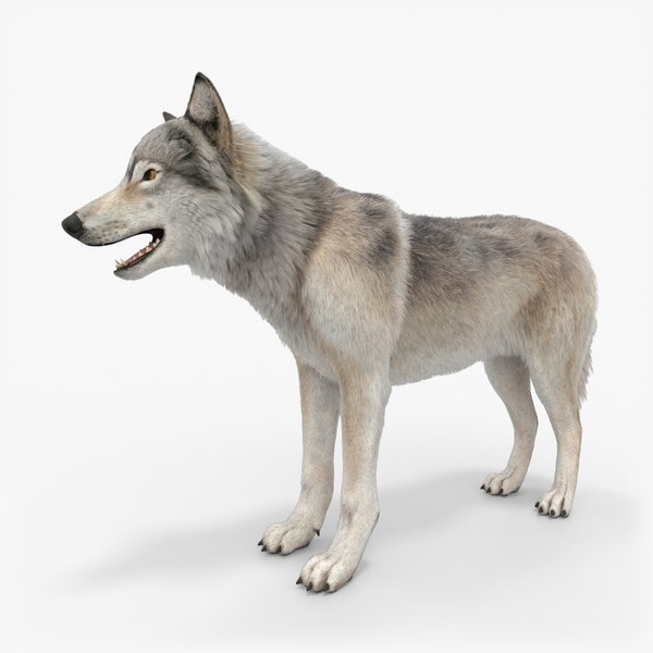 Blender Wolf Models | TurboSquid