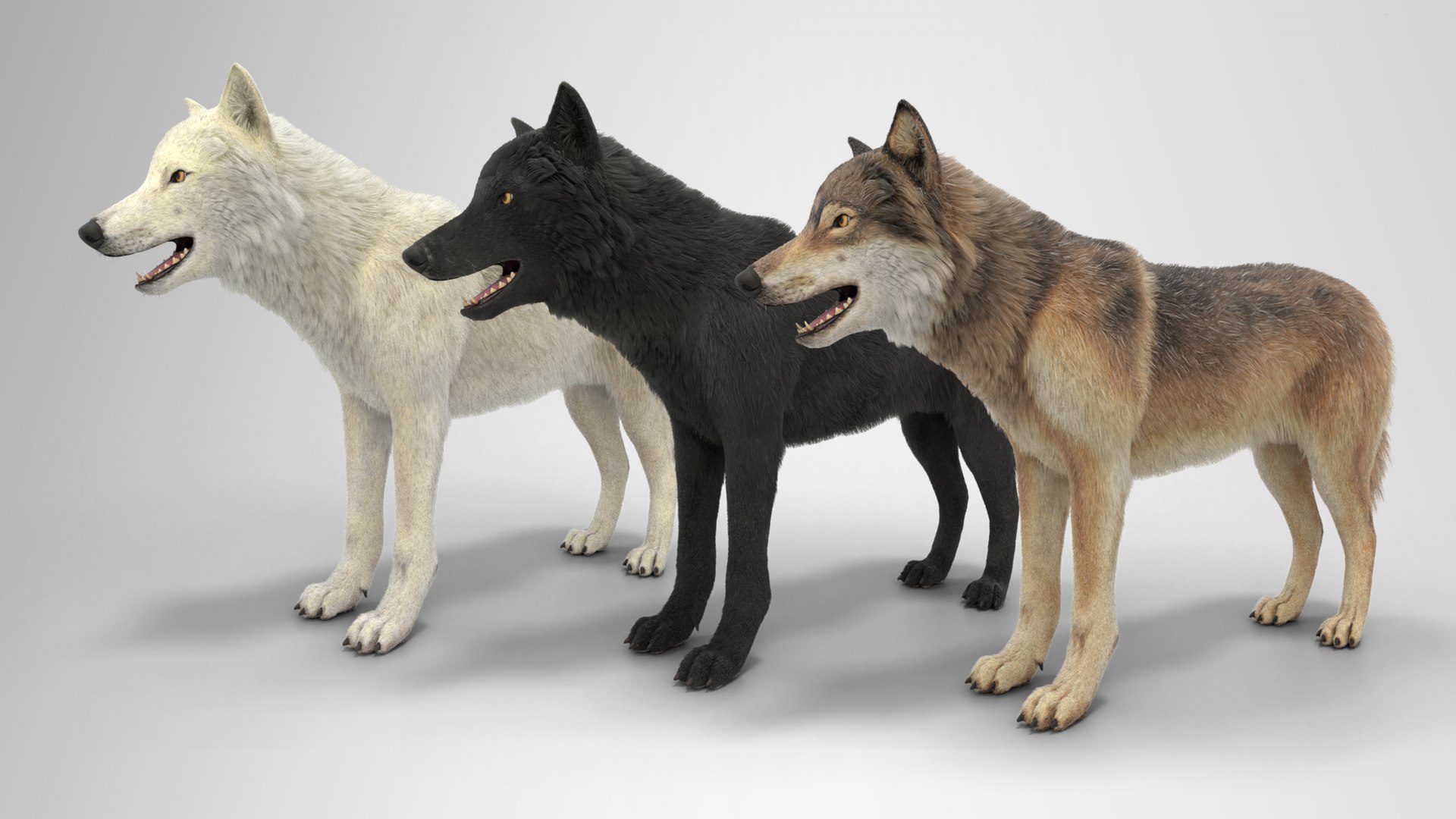 Gray Wolf 3D Model - TurboSquid 2196148