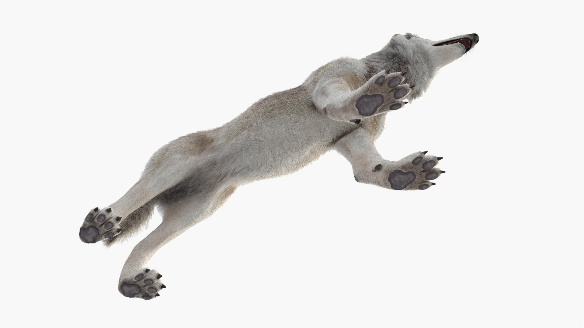 Gray Wolf 3D Model - TurboSquid 2196148