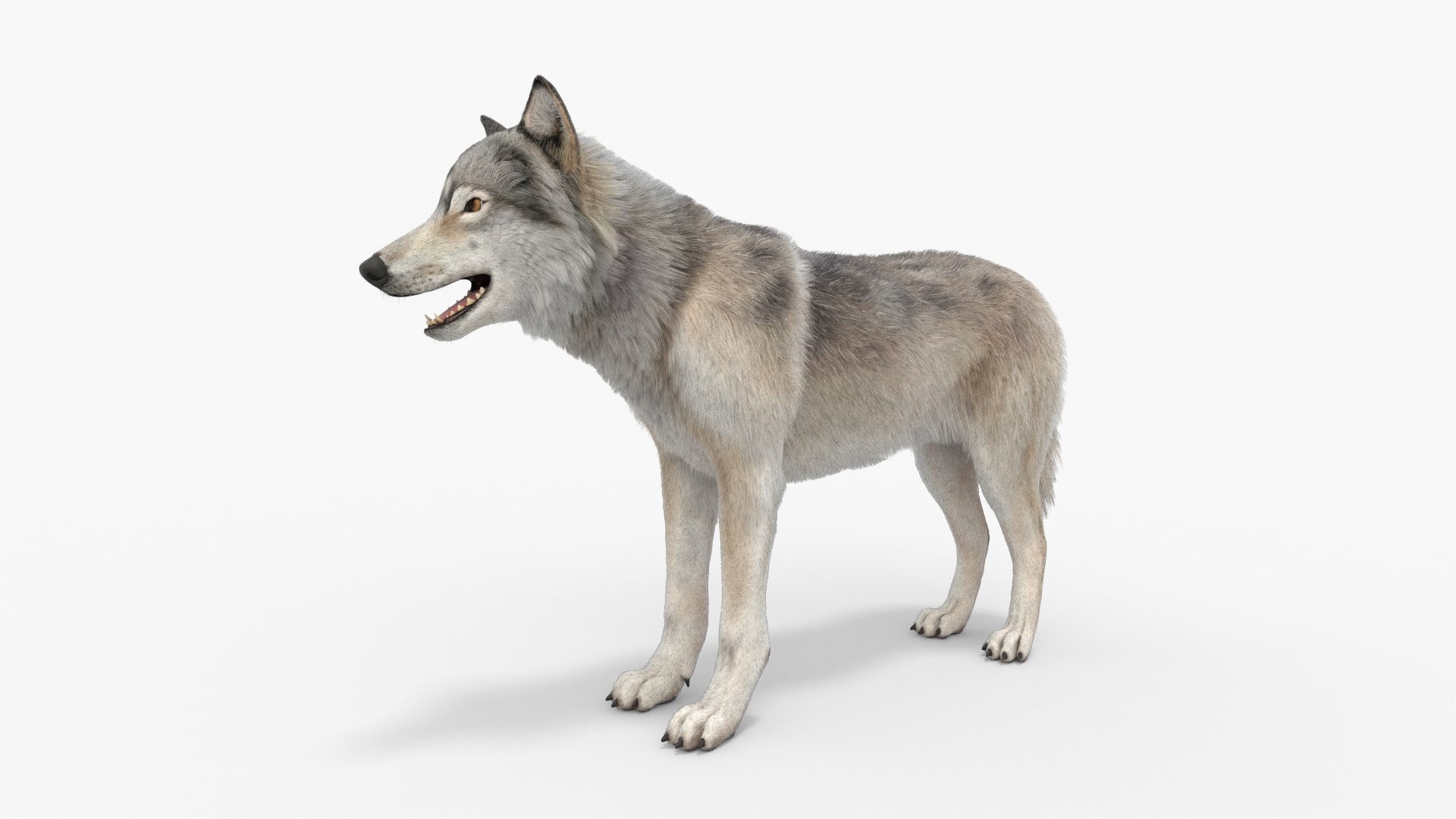 Gray Wolf 3D Model - TurboSquid 2196148