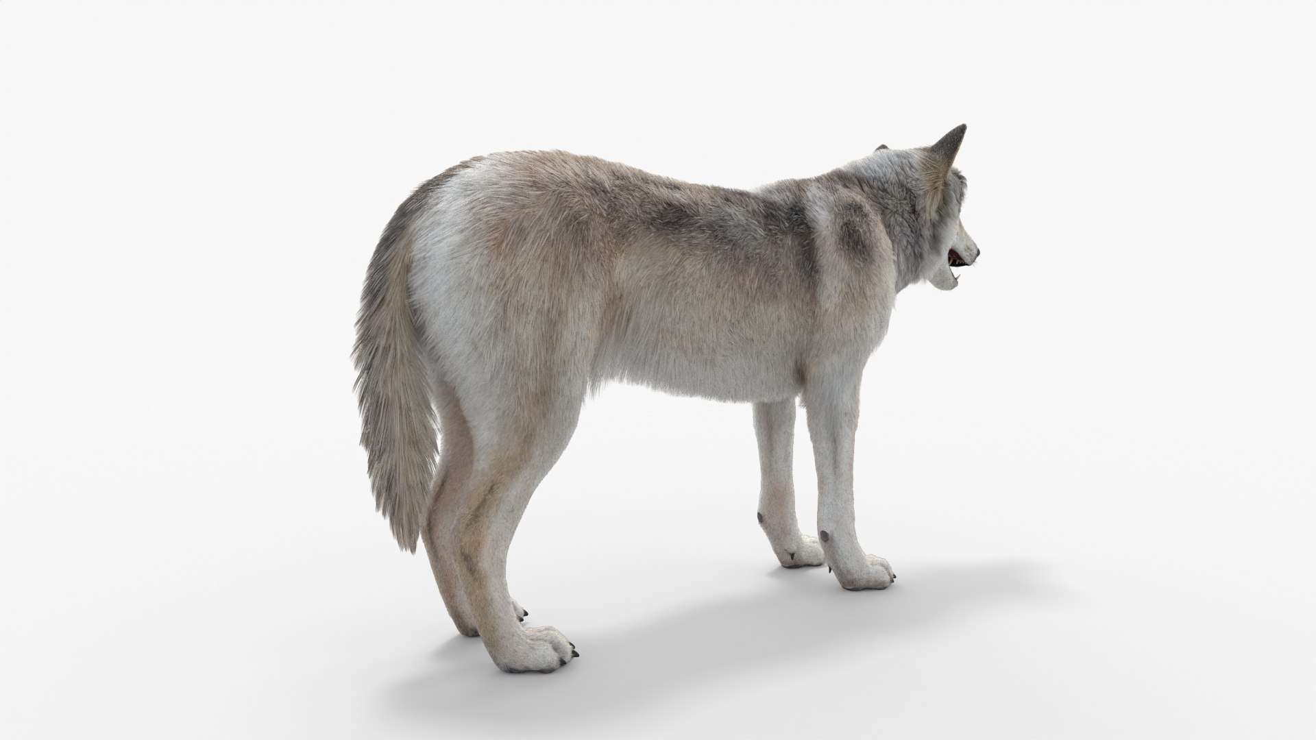 Gray Wolf 3D Model - TurboSquid 2196148