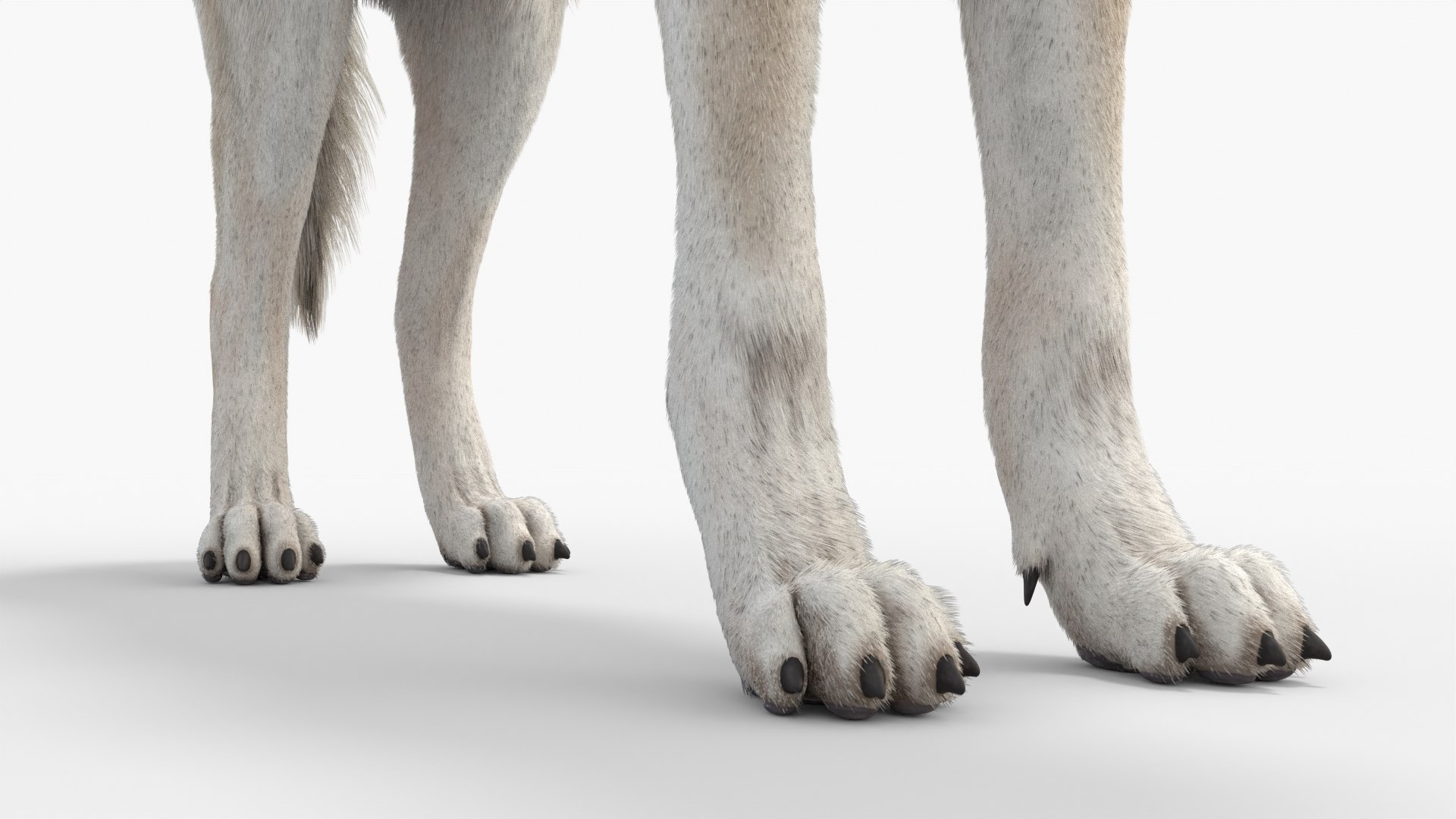 Gray Wolf 3D Model - TurboSquid 2196148