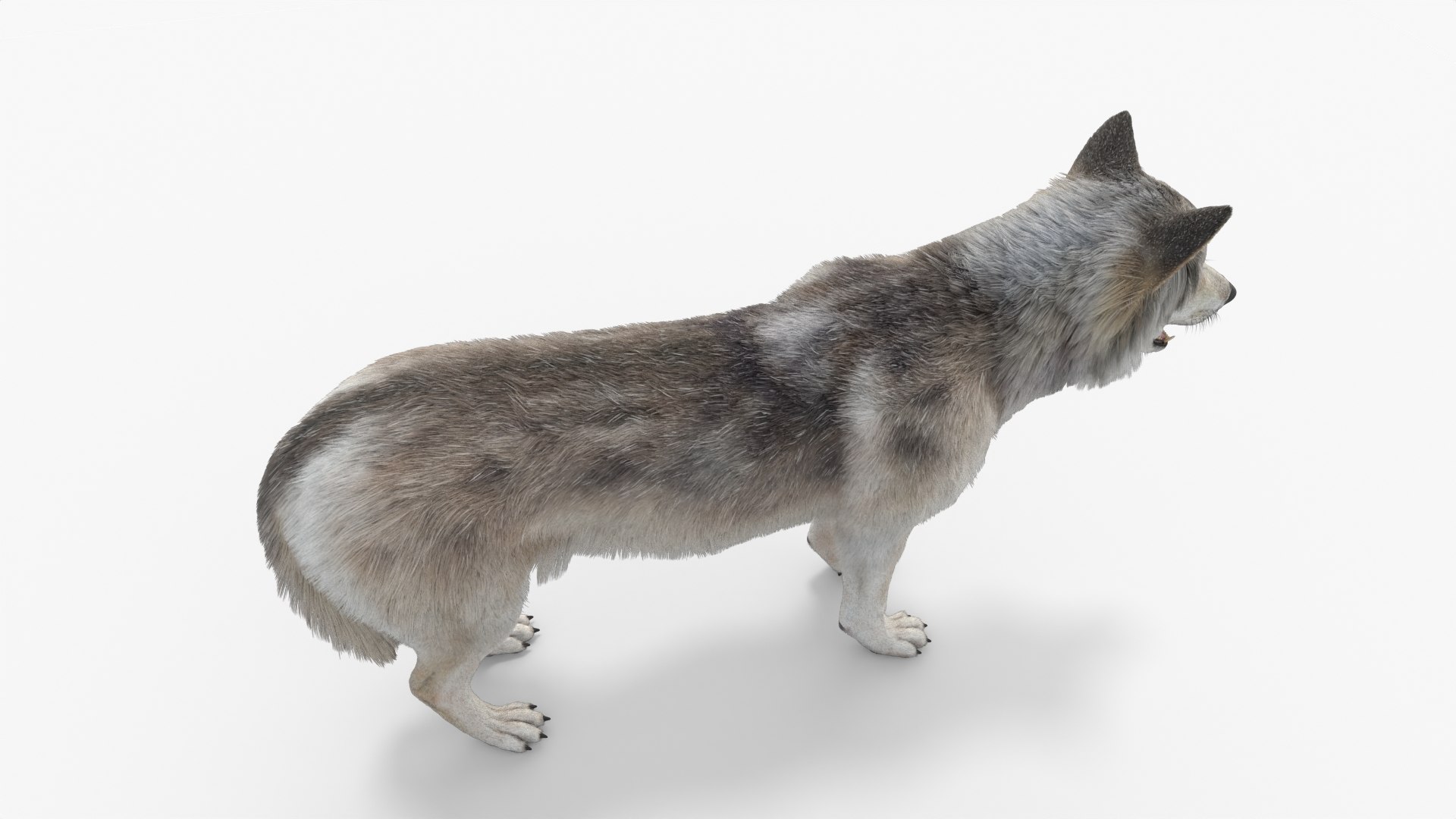 Gray Wolf 3D Model - TurboSquid 2196148