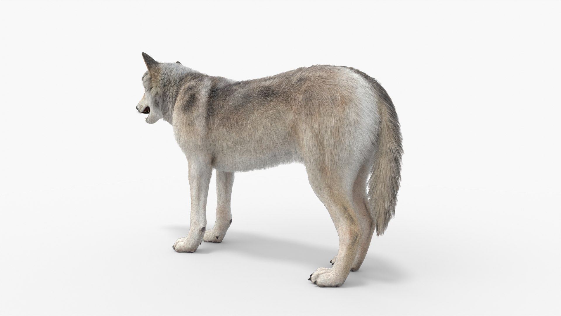 Gray Wolf 3D Model - TurboSquid 2196148