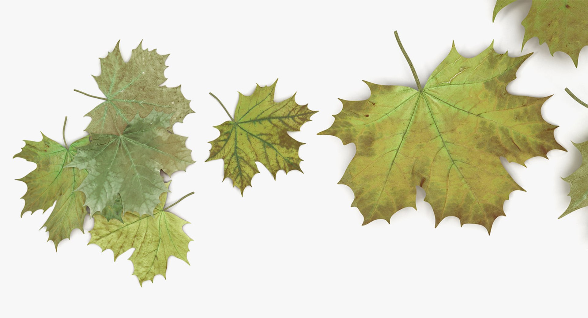 3D model leaves 2 - TurboSquid 1324183