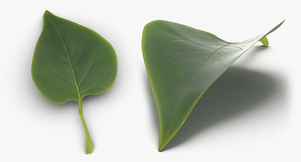 3D model leaves 2 - TurboSquid 1324183