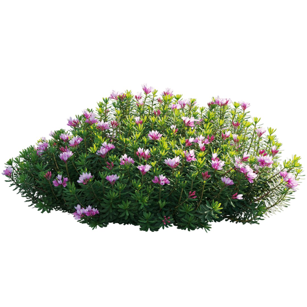 3D Daphne Arbuscula - Shrubby Daphne 02 - TurboSquid 2398447