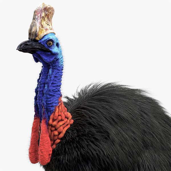 Cassowary ornatrix hair 3D model - TurboSquid 1537316