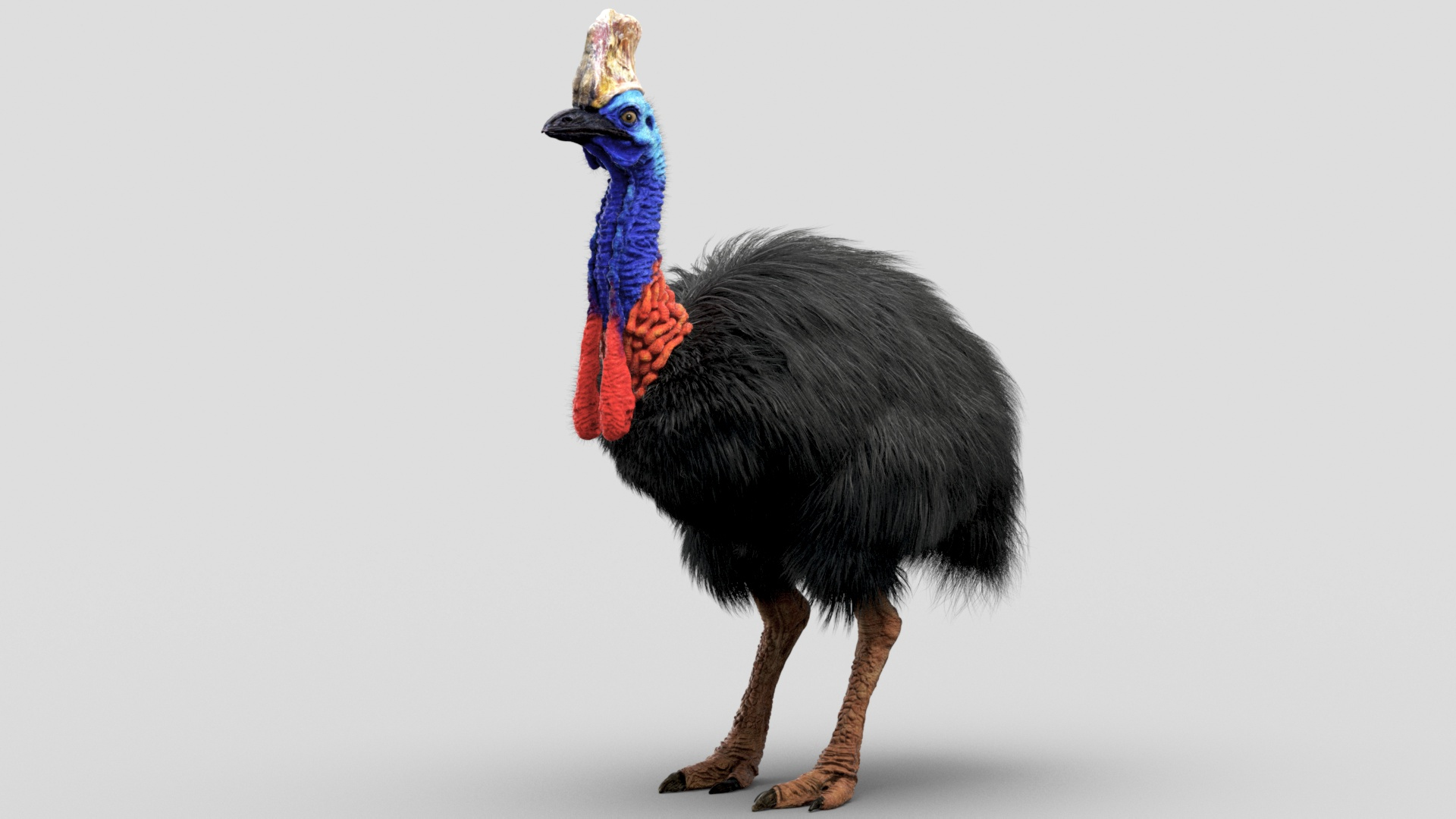 Cassowary ornatrix hair 3D model - TurboSquid 1536153