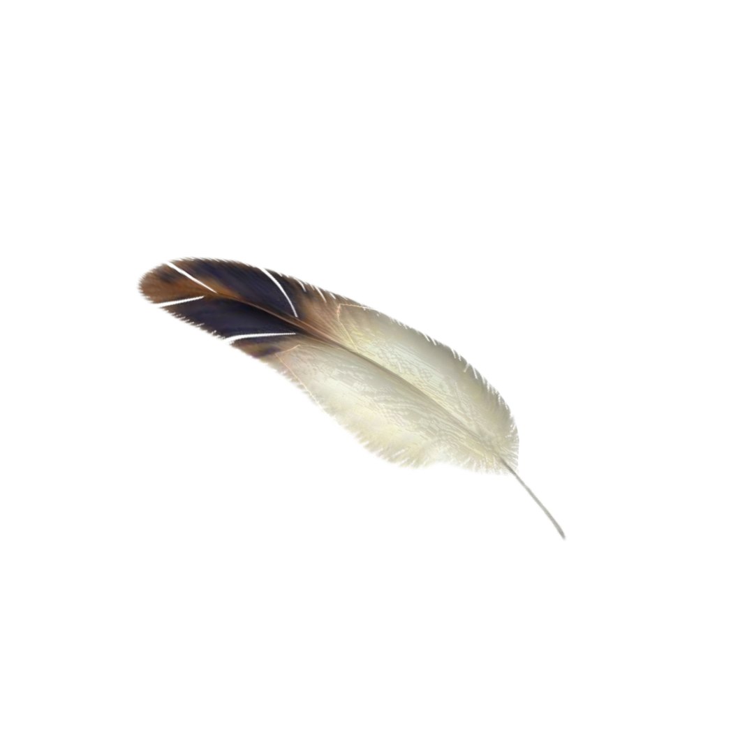 3D Feather Model - TurboSquid 1898406