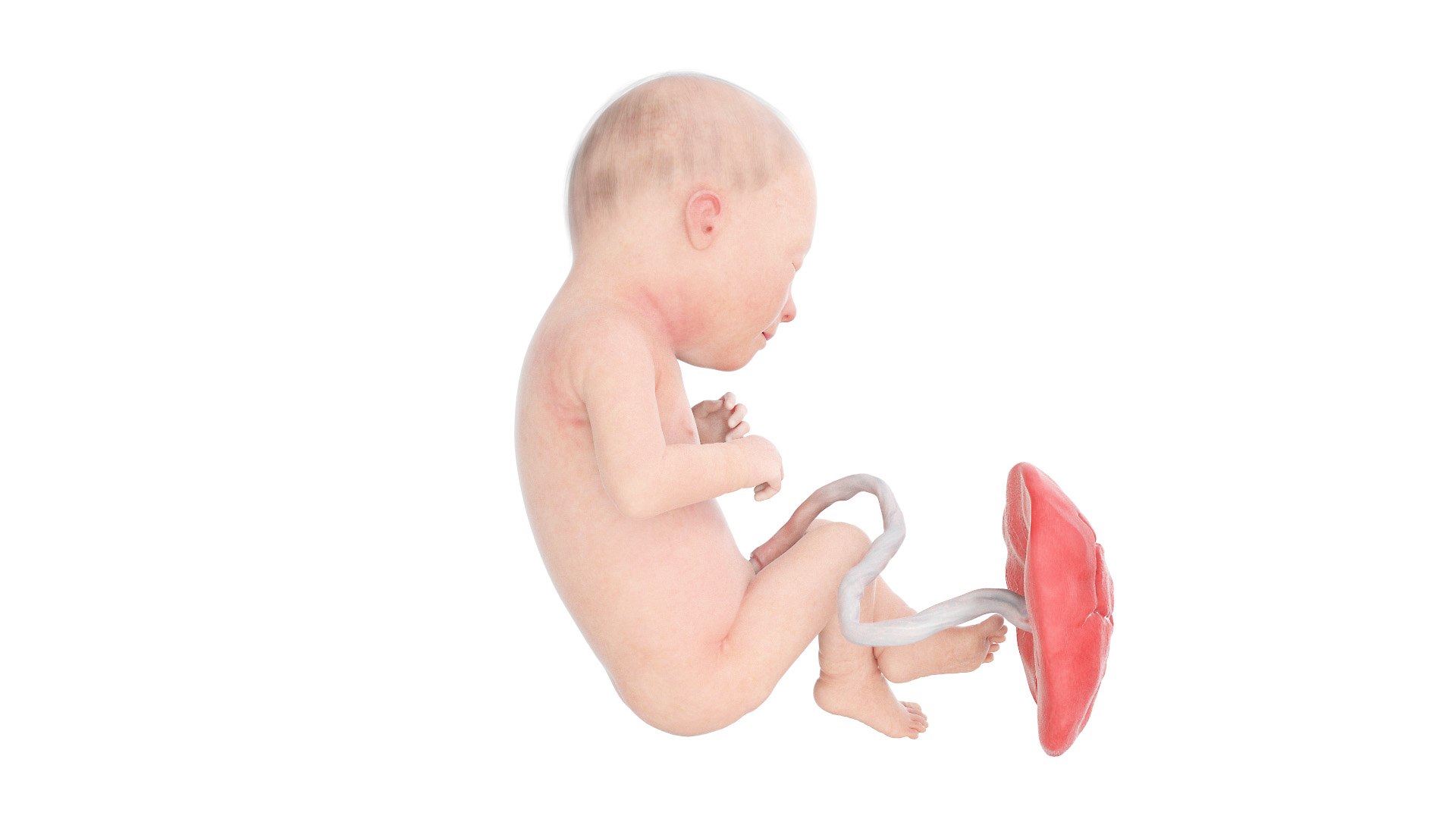 3D Fetus Week 30 Static - TurboSquid 1869773