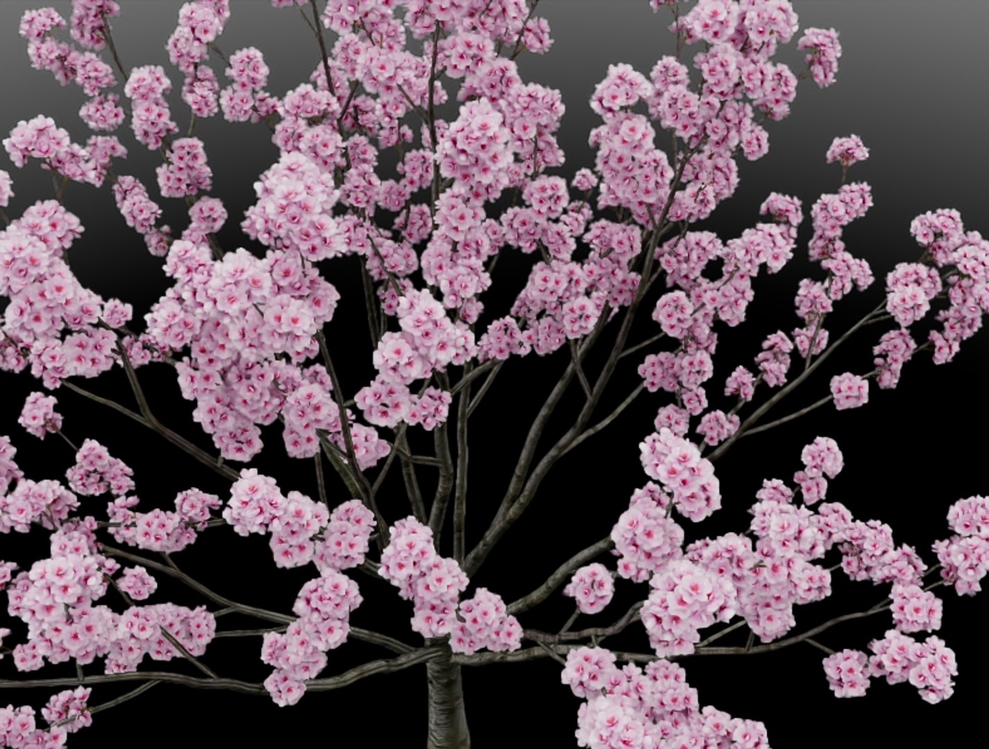 Pink Peach Blossom Plant Model 3D Model - TurboSquid 2379716
