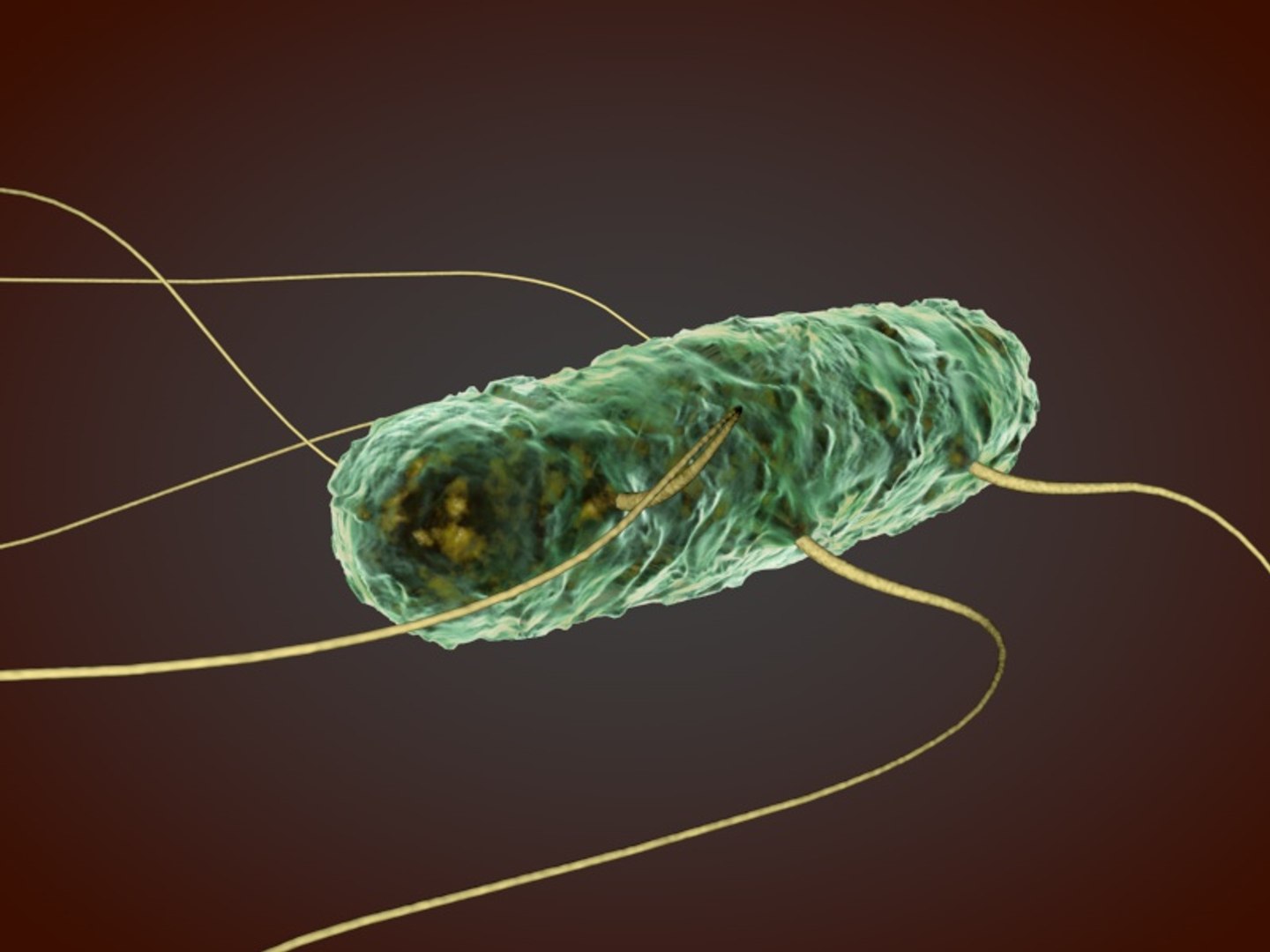 3d Salmonella Bacteria