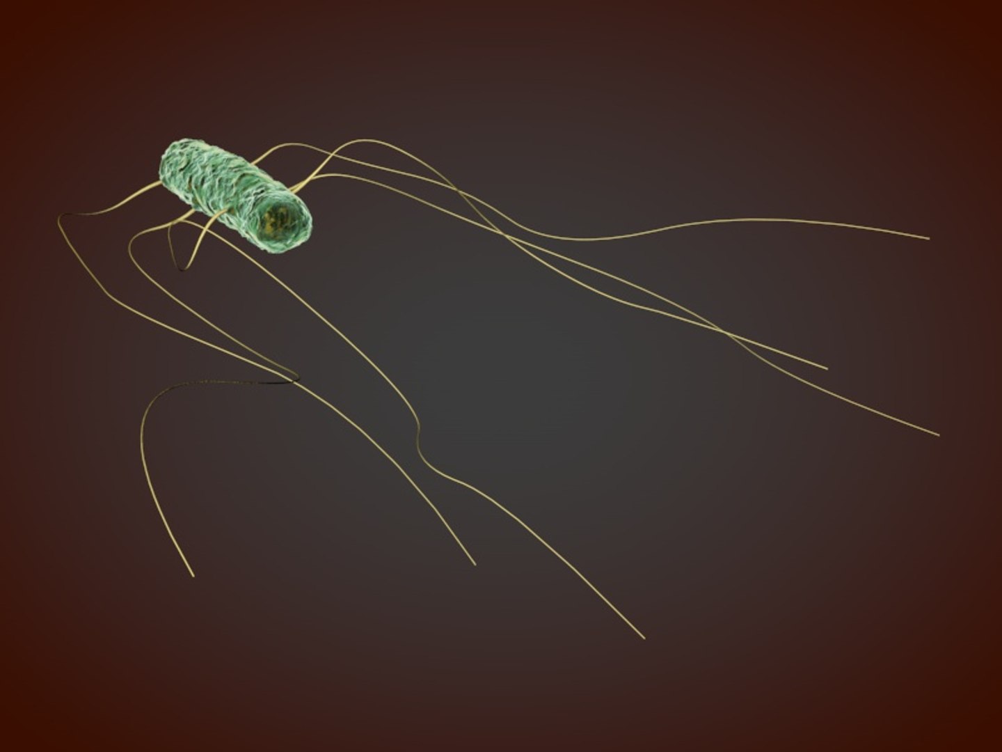 3d Salmonella Bacteria