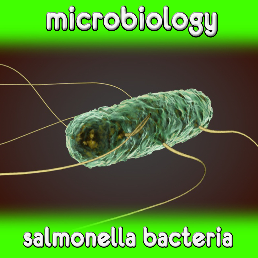 3d salmonella bacteria