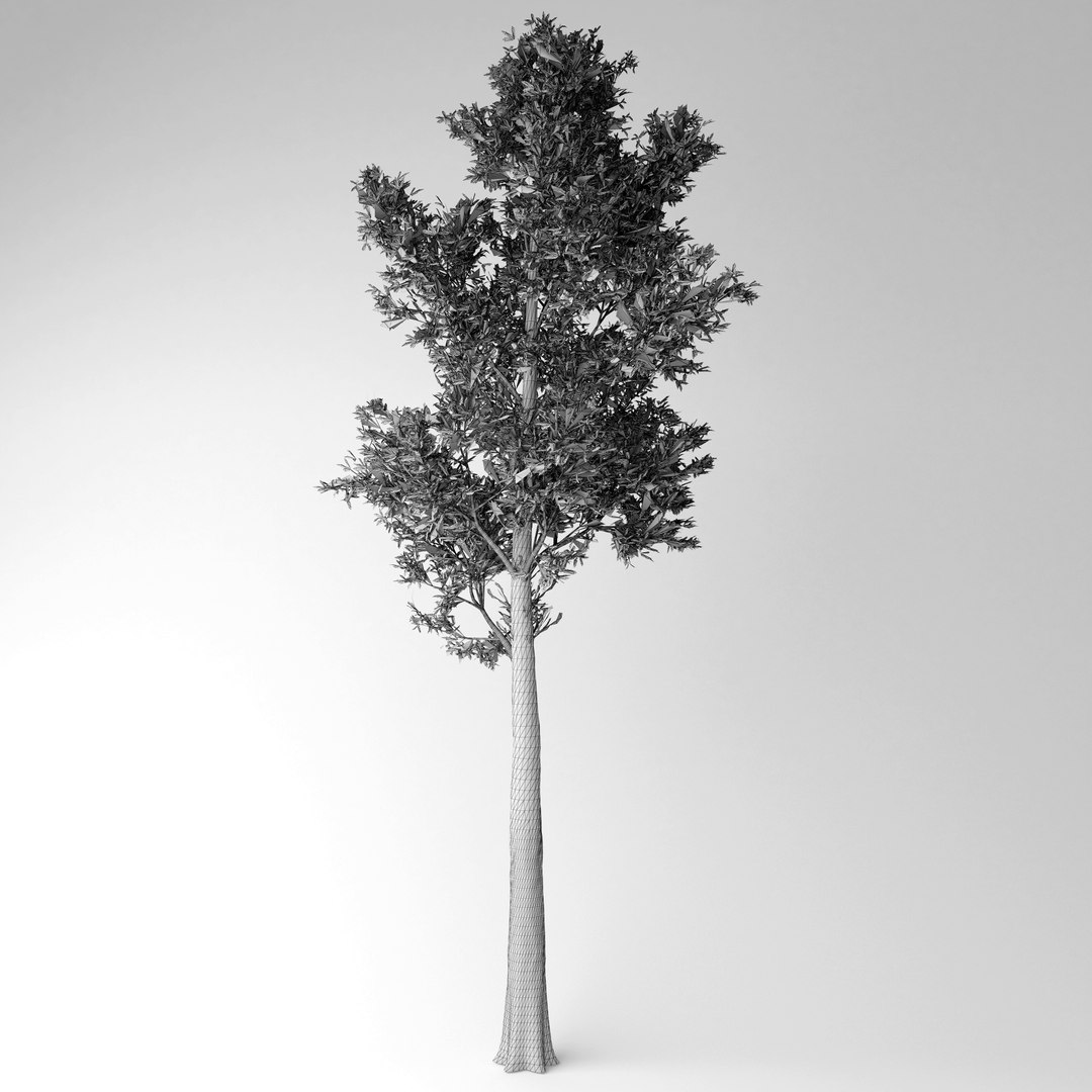 3D Rainbow Gum Tree - TurboSquid 1522344