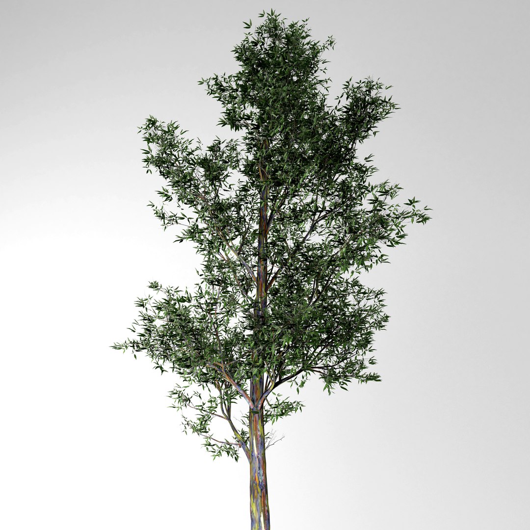 3D Rainbow Gum Tree - TurboSquid 1522344