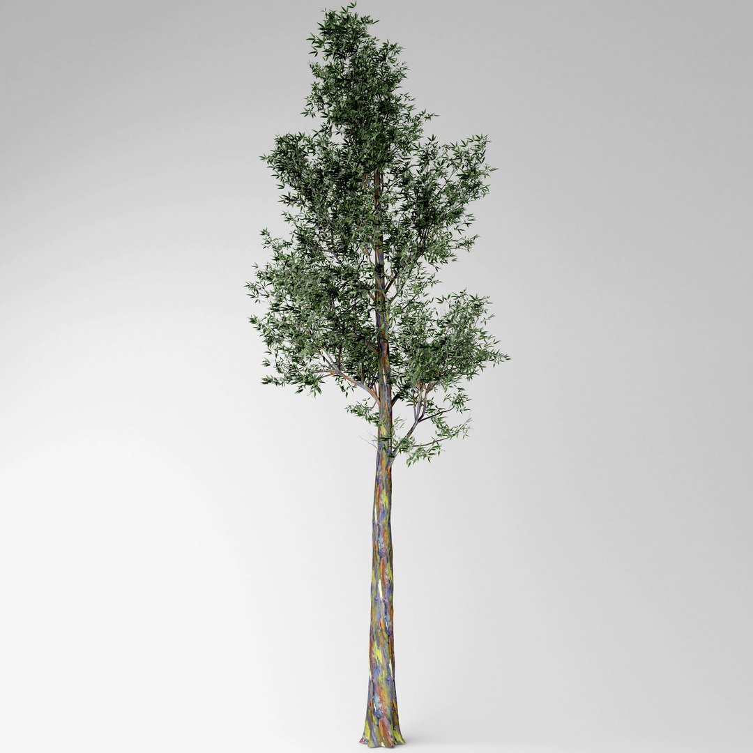 3D Rainbow Gum Tree - TurboSquid 1522344