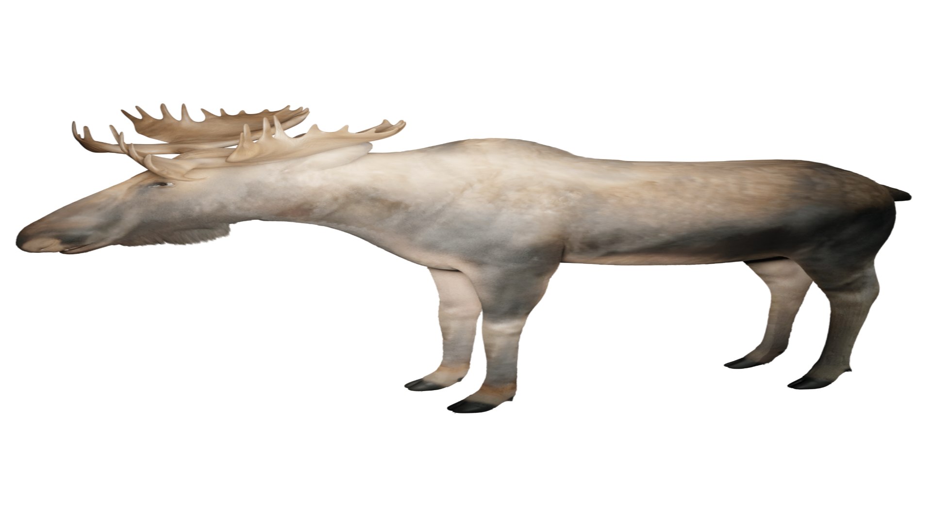 Animals For Game Or Animations 3D Model - TurboSquid 2397154