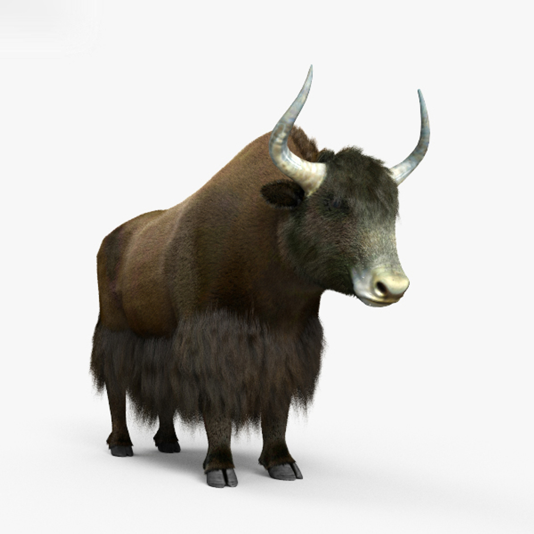 Yak 3D model - TurboSquid 1484347